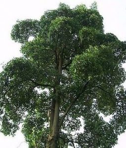 Daftar Macam Macam Flora Identitas Provinsi di Indonesia