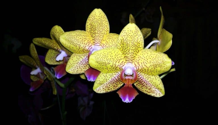 10 Fauna dan Flora Terlangka di Indonesia