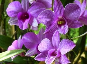 Daftar Macam Macam Flora Identitas Provinsi di Indonesia