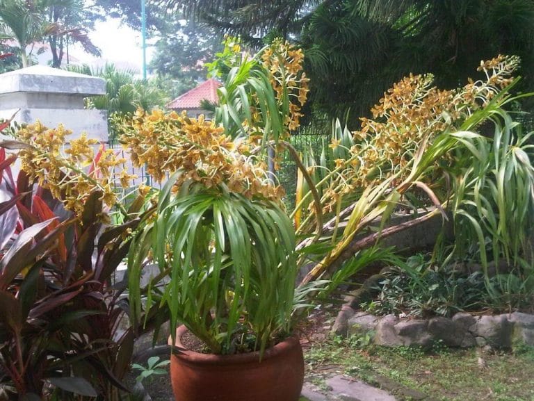 Berbagai Macam Jenis Anggrek Beserta Gambar dan Ciri Cirinya