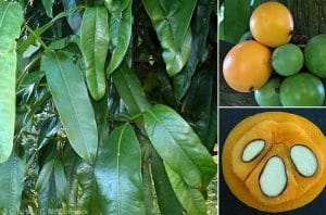 Daftar Macam Macam Flora Identitas Provinsi di Indonesia