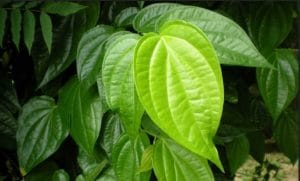Daftar Macam Macam Flora Identitas Provinsi di Indonesia