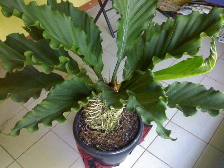 8 Jenis Tanaman Hias Anthurium Paling Populer