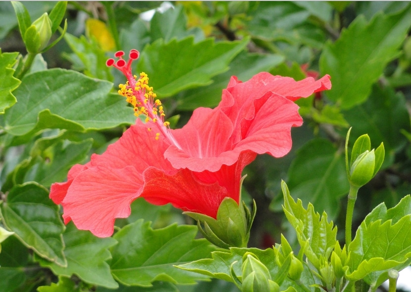 bunga sepatu – FaunaDanFlora.Com