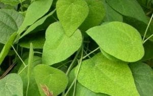 1001 Tanaman Obat Keluarga , Khasiat dan Cara Pengobatannya