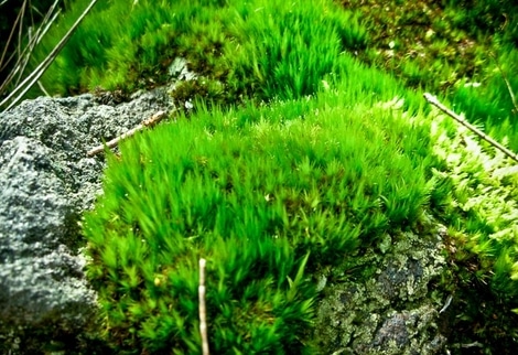 Pengertian, Ciri-ciri , Dan Klasifikasi Tumbuhan Lumut (Bryophyta)