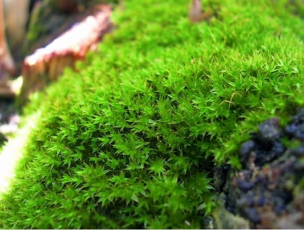 Pengertian, Ciri-ciri , Dan Klasifikasi Tumbuhan Lumut (Bryophyta)