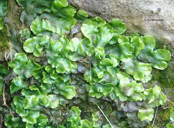 Pengertian, Ciri-ciri , Dan Klasifikasi Tumbuhan Lumut (Bryophyta)