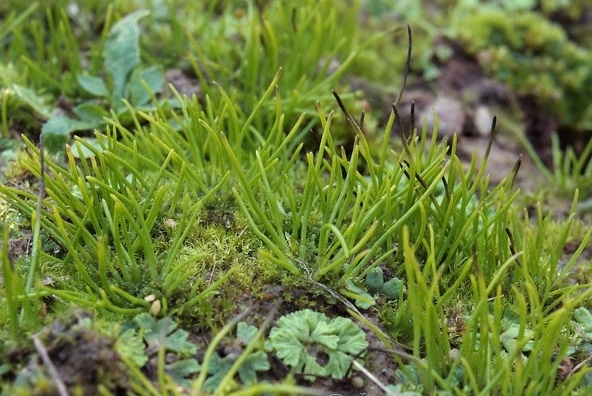 Pengertian, Ciri-ciri , Dan Klasifikasi Tumbuhan Lumut (Bryophyta)