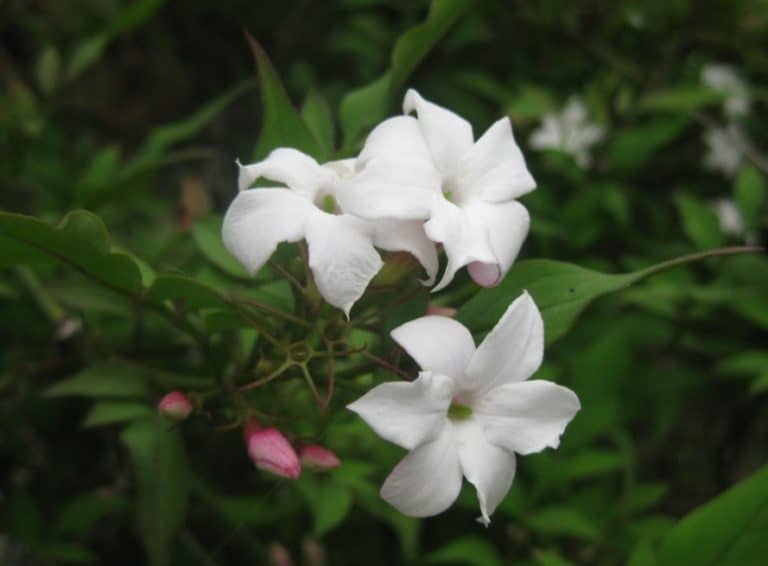 8 Jenis Tanaman Melati yang Populer di Dunia