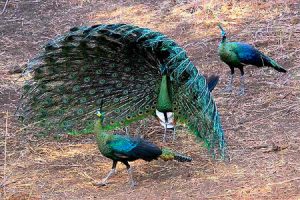 Mengenal Lebih Jauh Burung Merak Hijau yang Langka