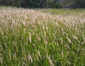 12 Jenis Tanaman Rimpang Dan Khasiatnya