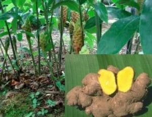 12 Jenis Tanaman Rimpang Dan Khasiatnya