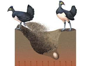 Maleo, Burung Langka Endemik Sulawesi dan Fakta Uniknya