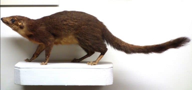 Penjelasan Tentang Tupai dan Jenis-Jenisnya