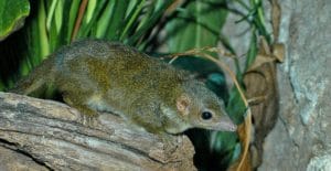 Penjelasan Tentang Tupai dan Jenis-Jenisnya