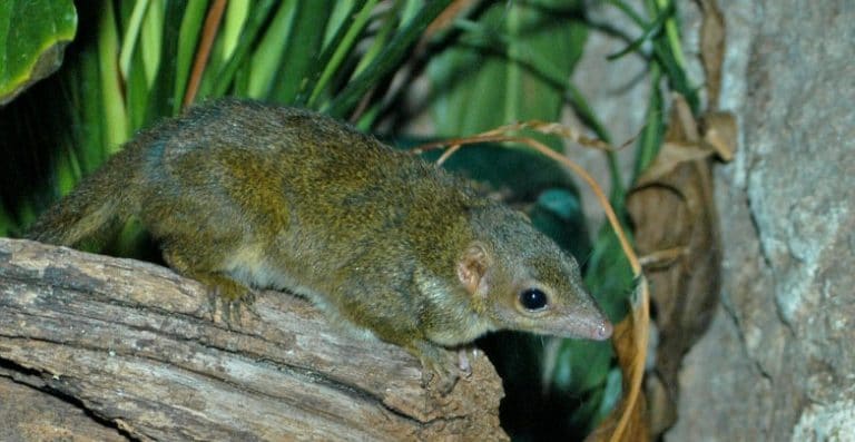 Penjelasan Tentang Tupai dan Jenis-Jenisnya