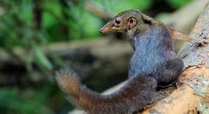 Penjelasan Tentang Tupai dan Jenis-Jenisnya