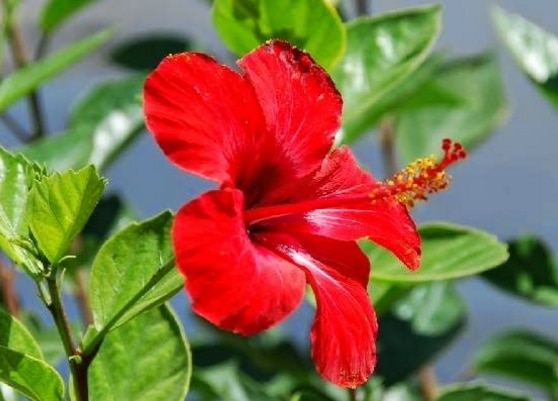 Bunga Sepatu - Penjelasan, Klasifikasi, Jenis, Serta Manfaat Bunga ...