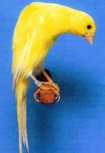 Burung Kenari- Penjelasan, Klasifikasi Beserta Jenis-Jenisnya