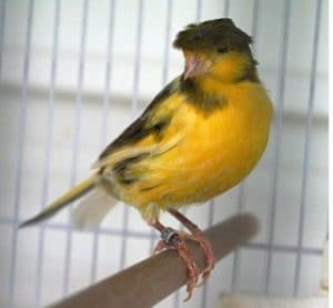 Burung Kenari- Penjelasan, Klasifikasi Beserta Jenis-Jenisnya