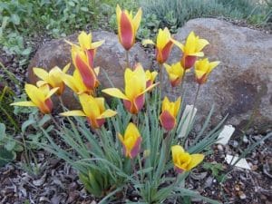 Tulip - Klasifikasi dan Jenis-Jenis Bunga Tulip Beserta Penjelasan dan ...