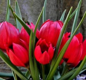 Tulip - Klasifikasi dan Jenis-Jenis Bunga Tulip Beserta Penjelasan dan ...