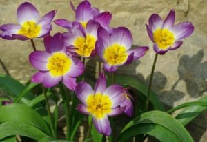 Tulip - Klasifikasi dan Jenis-Jenis Bunga Tulip Beserta Penjelasan dan ...