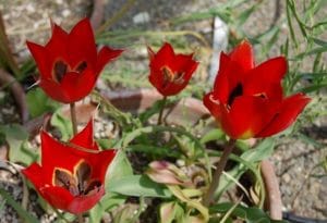 Tulip - Klasifikasi dan Jenis-Jenis Bunga Tulip Beserta Penjelasan dan ...