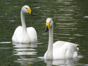 Angsa - Penjelasan Serta Jenis Angsa Beserta Klasifikasi Lengkap