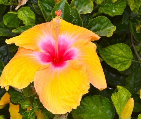 Bunga Sepatu - Penjelasan, Klasifikasi, Jenis, Serta Manfaat Bunga ...