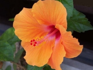 Bunga Sepatu - Penjelasan, Klasifikasi, Jenis, Serta Manfaat Bunga ...