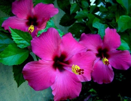 Bunga Sepatu - Penjelasan, Klasifikasi, Jenis, Serta Manfaat Bunga ...