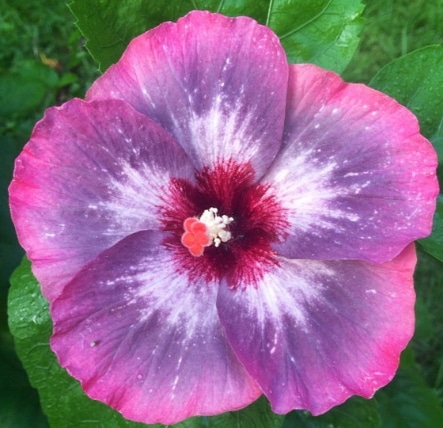 Bunga Sepatu - Penjelasan, Klasifikasi, Jenis, Serta Manfaat Bunga ...