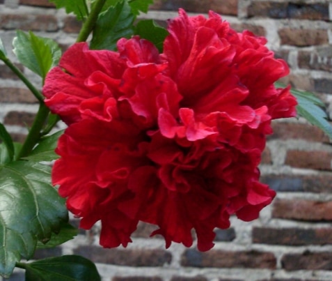 Bunga Sepatu - Penjelasan, Klasifikasi, Jenis, Serta Manfaat Bunga ...