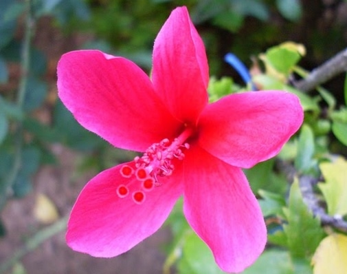 Bunga Sepatu - Penjelasan, Klasifikasi, Jenis, Serta Manfaat Bunga ...