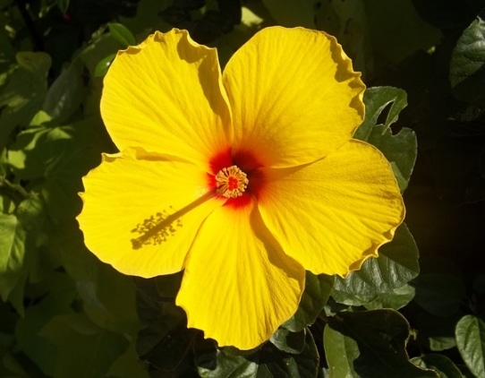 Bunga Sepatu - Penjelasan, Klasifikasi, Jenis, Serta Manfaat Bunga ...