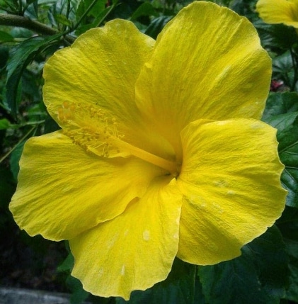 Bunga Sepatu - Penjelasan, Klasifikasi, Jenis, Serta Manfaat Bunga ...