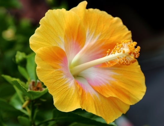 Bunga Sepatu - Penjelasan, Klasifikasi, Jenis, Serta Manfaat Bunga ...