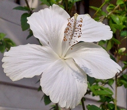 Bunga Sepatu - Penjelasan, Klasifikasi, Jenis, Serta Manfaat Bunga ...