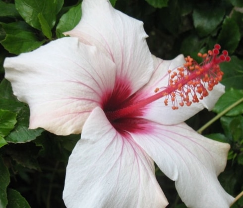 Bunga Sepatu - Penjelasan, Klasifikasi, Jenis, Serta Manfaat Bunga ...