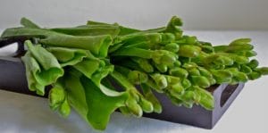 Panduan Cara Budidaya Genjer Yang Benar Dan Mudah Serta Menguntungkan