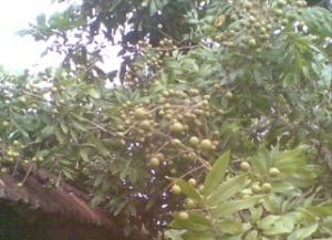 Lengkeng - Penjelasan, Klasifikasi, Kandungan Gizi, Serta Manfaat Lengkeng