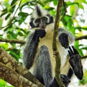 Primata - Pengertian, Jenis Primata Asli Indonesia Beserta Klasifikasi ...