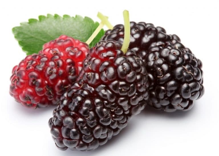 Jenis Jenis Buah Berry yang ada di Dunia serta Kandungan yang Terdapat ...