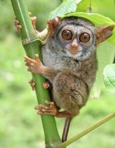 Primata - Pengertian, Jenis Primata Asli Indonesia Beserta Klasifikasi ...