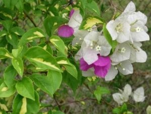 Bunga Kertas - Pengertian, Klasifikasi Dan Jenis-Jenis Bunga Kertas