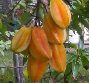 Belimbing - Penjelasan, Klasifikasi, Kandungan Gizi, Manfaat Serta ...