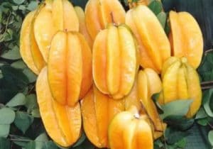 Belimbing - Penjelasan, Klasifikasi, Kandungan Gizi, Manfaat Serta ...