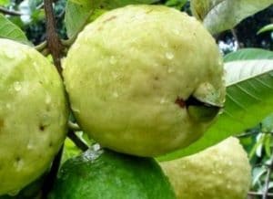 Jambu Biji - Penjelasan, Klasifikasi, Kandungan Gizi, Manfaat, Serta ...